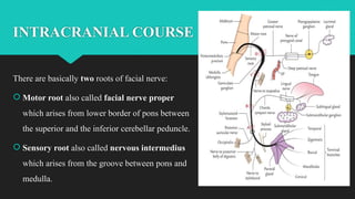 FACIAL NERVE AND ITS APPLIED ANATOMY BY Dr. AASTHA DUBEY | PPTX