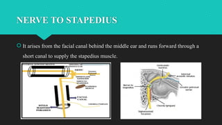 FACIAL NERVE AND ITS APPLIED ANATOMY BY Dr. AASTHA DUBEY | PPTX