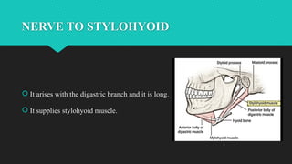 FACIAL NERVE AND ITS APPLIED ANATOMY BY Dr. AASTHA DUBEY | PPTX