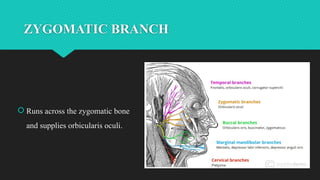 FACIAL NERVE AND ITS APPLIED ANATOMY BY Dr. AASTHA DUBEY | PPTX