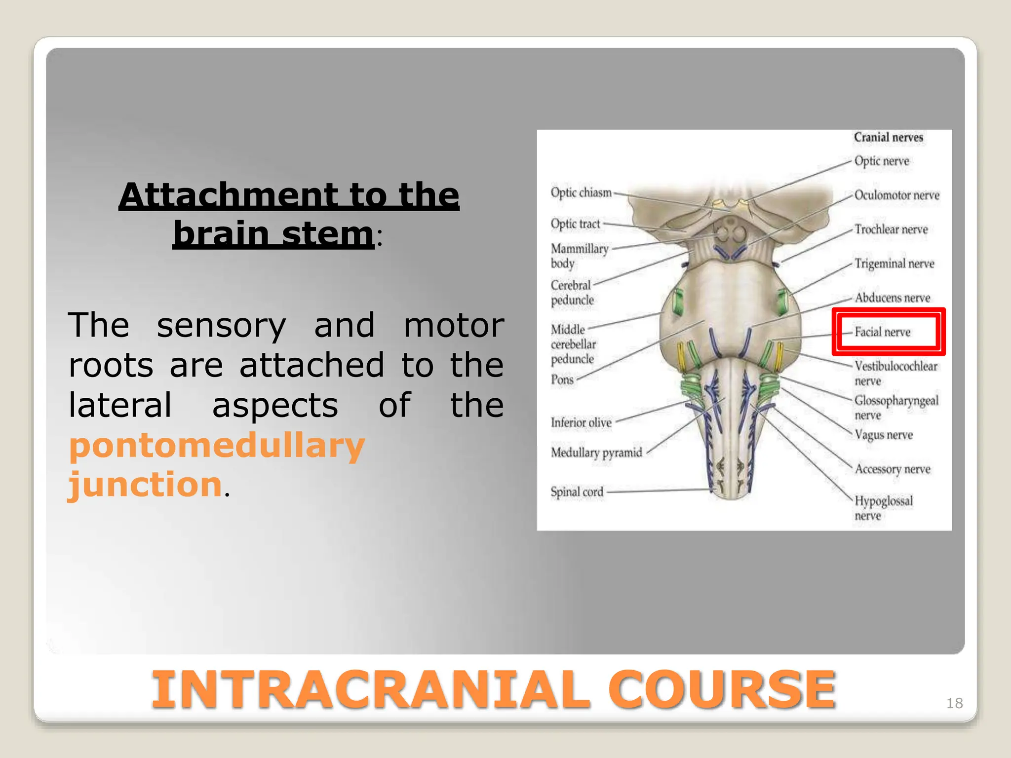 Facial nerve and its extracranial and intracranial rots | PPTX