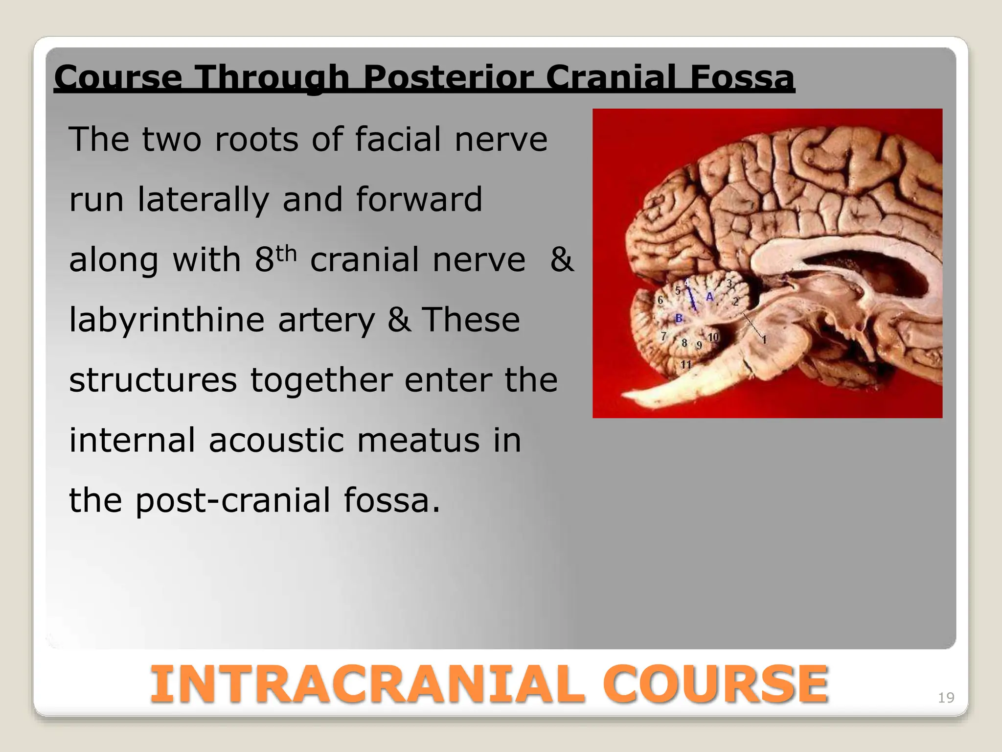 Facial nerve and its extracranial and intracranial rots | PPTX