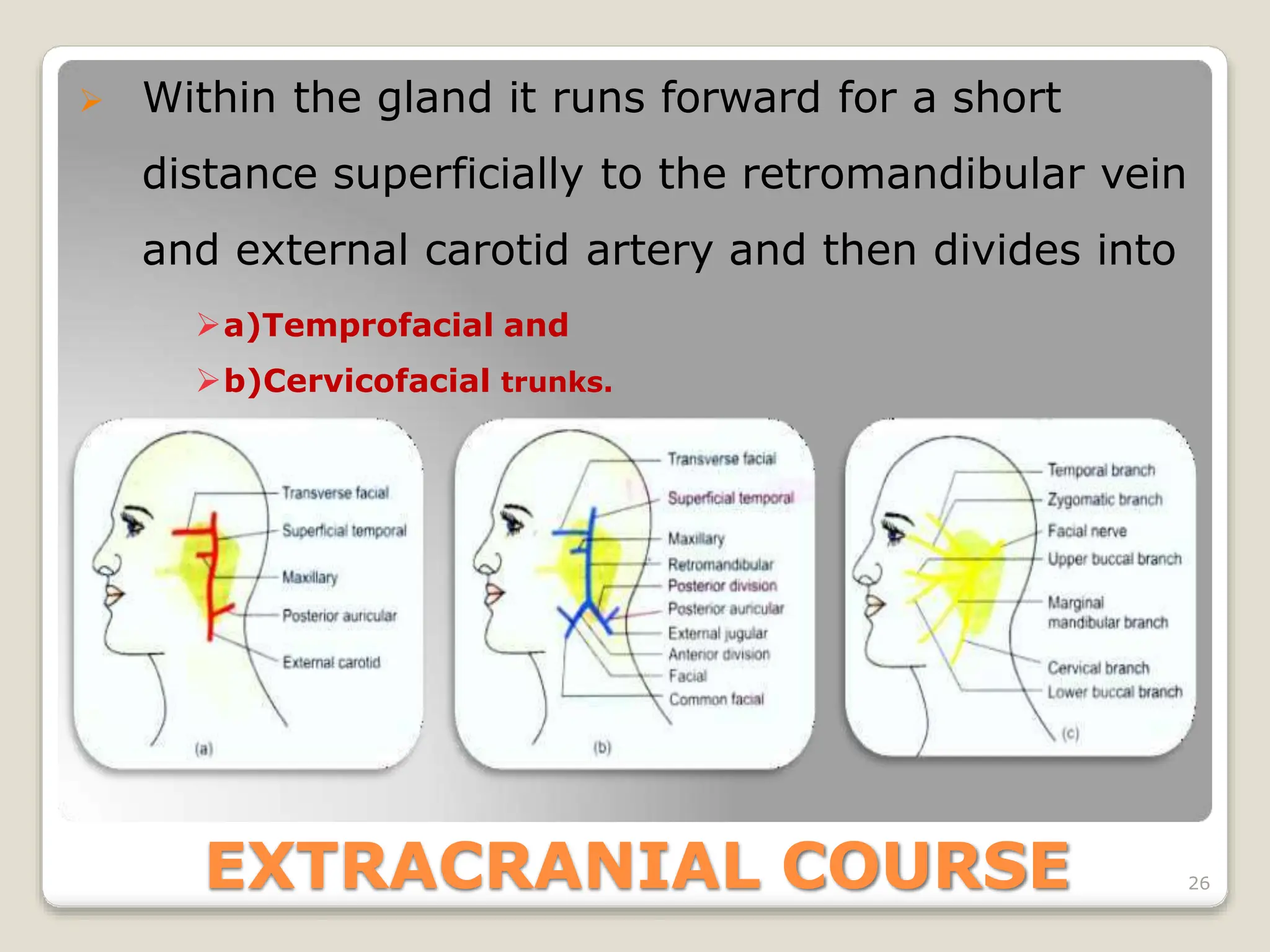 Facial nerve and its extracranial and intracranial rots | PPTX