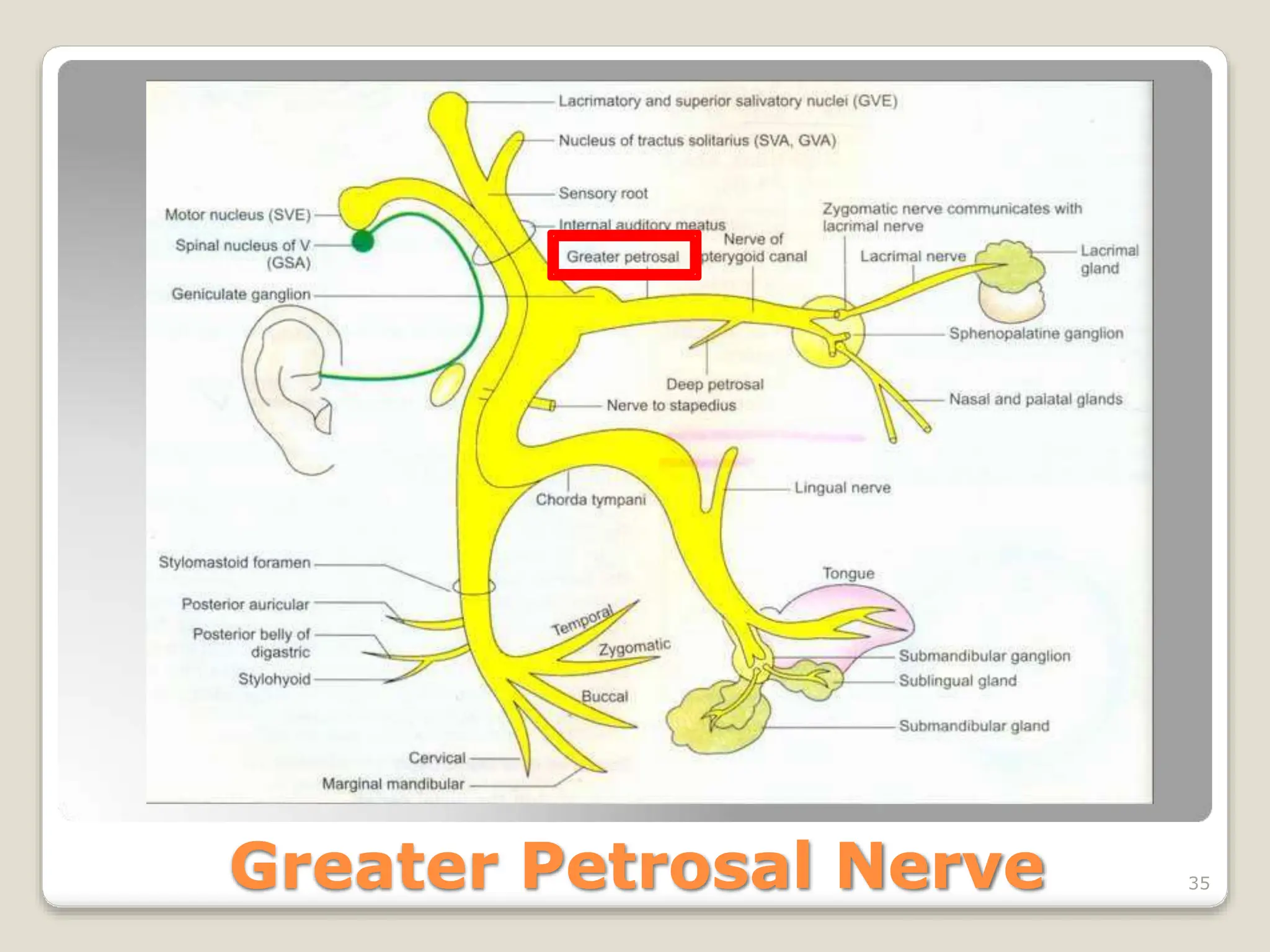 Facial nerve and its extracranial and intracranial rots | PPTX