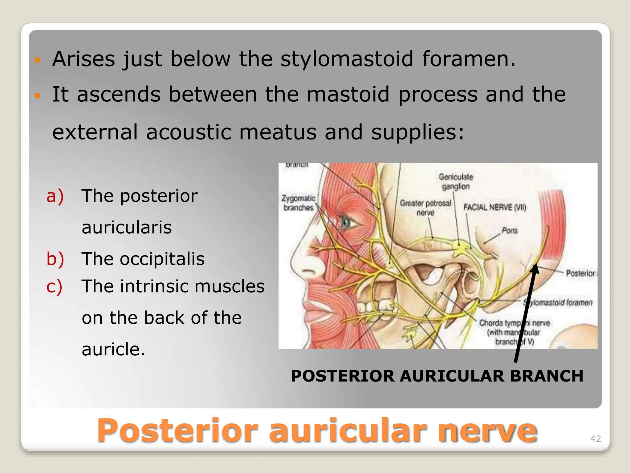 Facial nerve and its extracranial and intracranial rots | PPTX