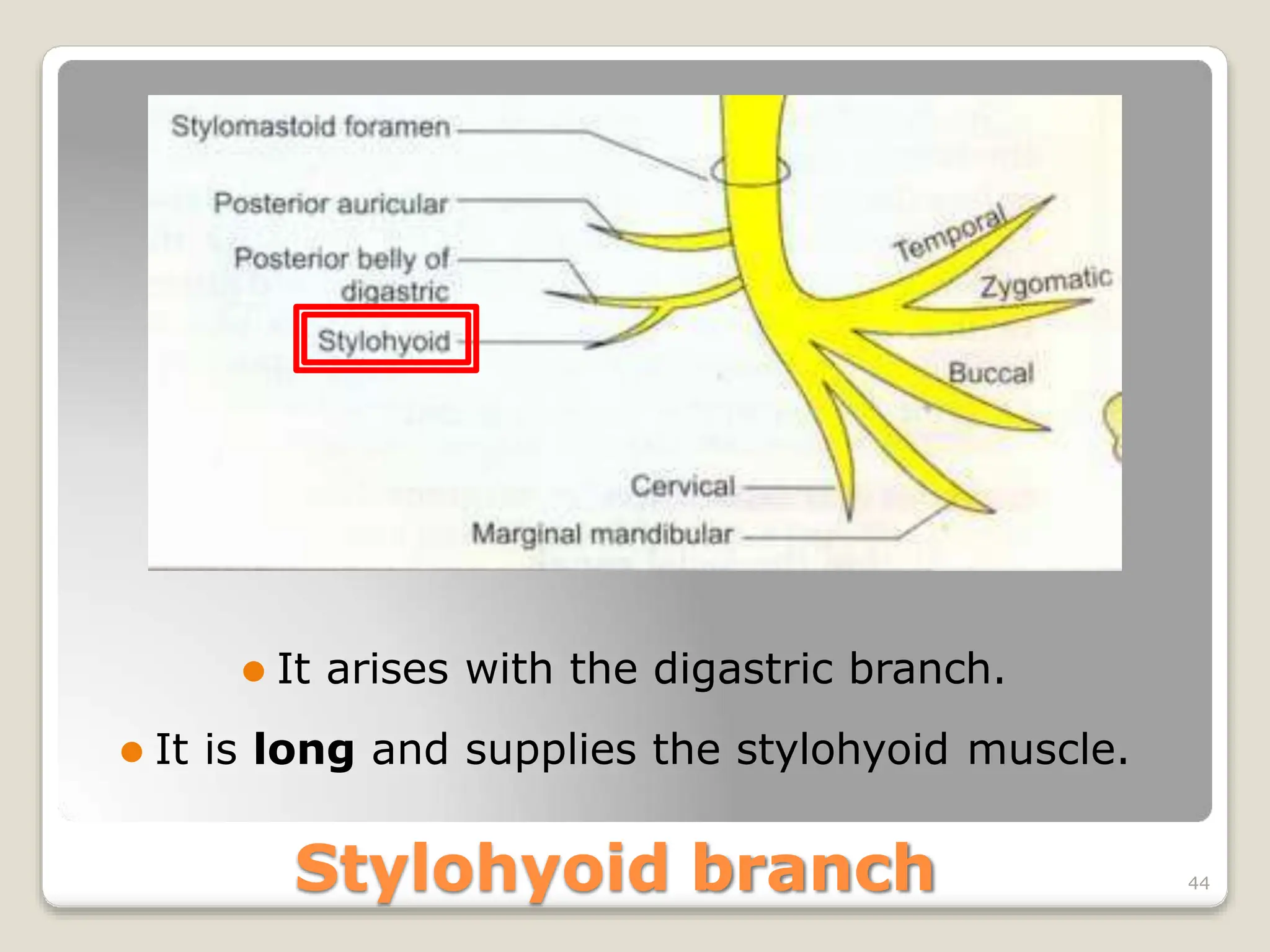 Facial nerve and its extracranial and intracranial rots | PPTX