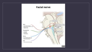 FACIAL NERVE (CN VII) anatomy and details | PPTX