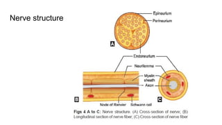 Facial nerve - anatomy, disorders, classifications.pptx