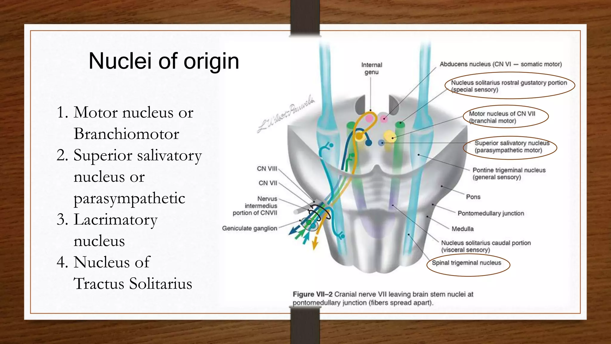 Facial nerve | PPTX