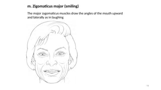 Facial Nerve & Facial Muscles Anatomy - EGA.pptx