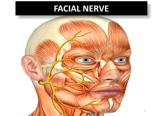Facial nerve
