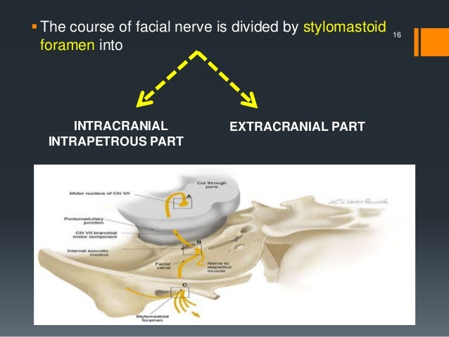 Facial nerve