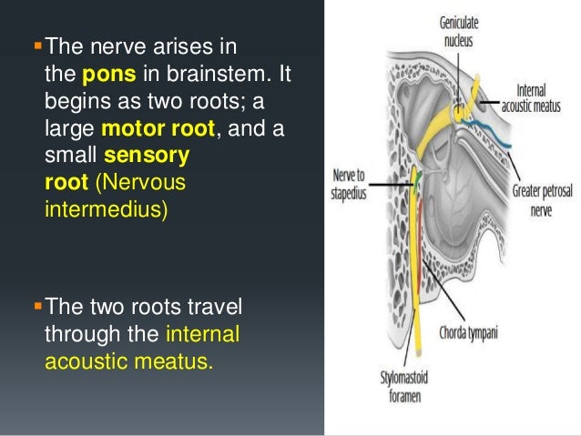 Facial nerve