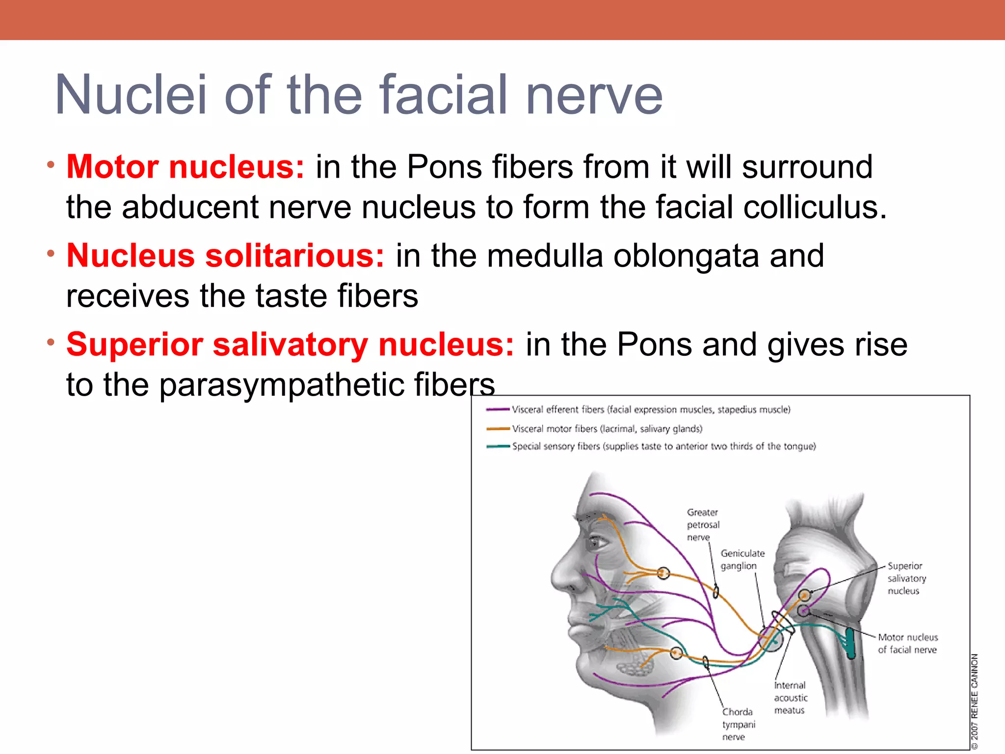 Facial nerve injury | PPT