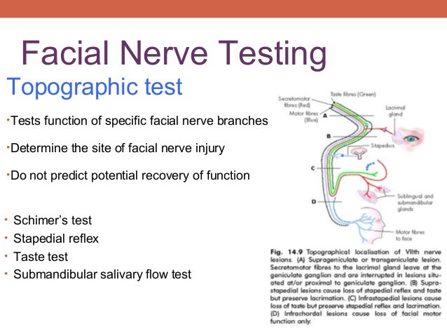 Facial Nerve Test