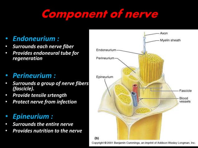 Facial nerve injury and reanimation | PPTX