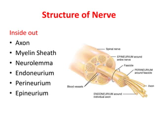 Facial Nerve lesions | PPTX