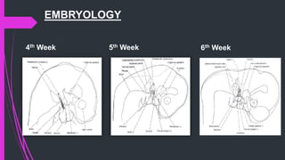 Facial nerve | PPTX