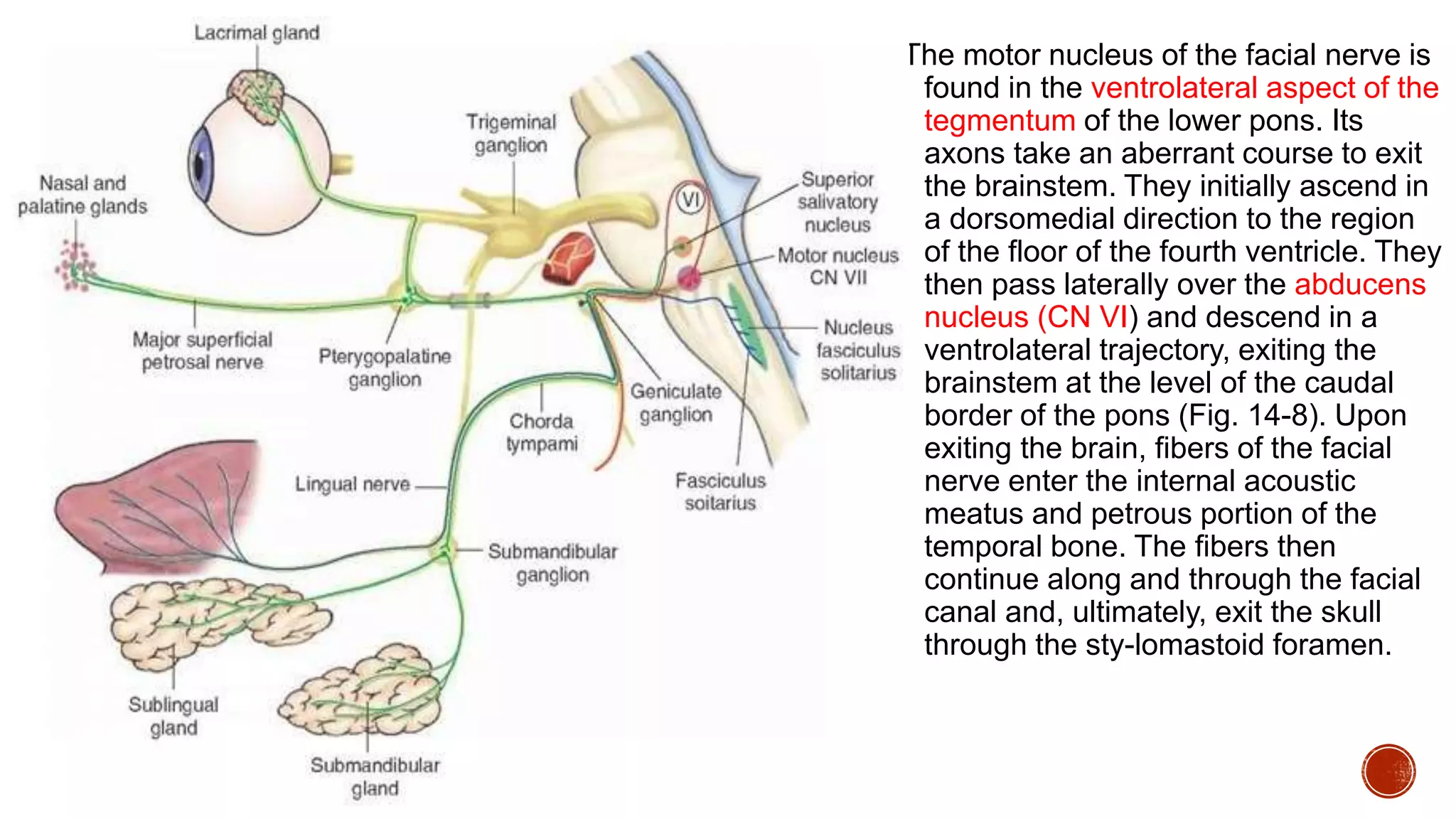 Facial nerve palcy | PPT
