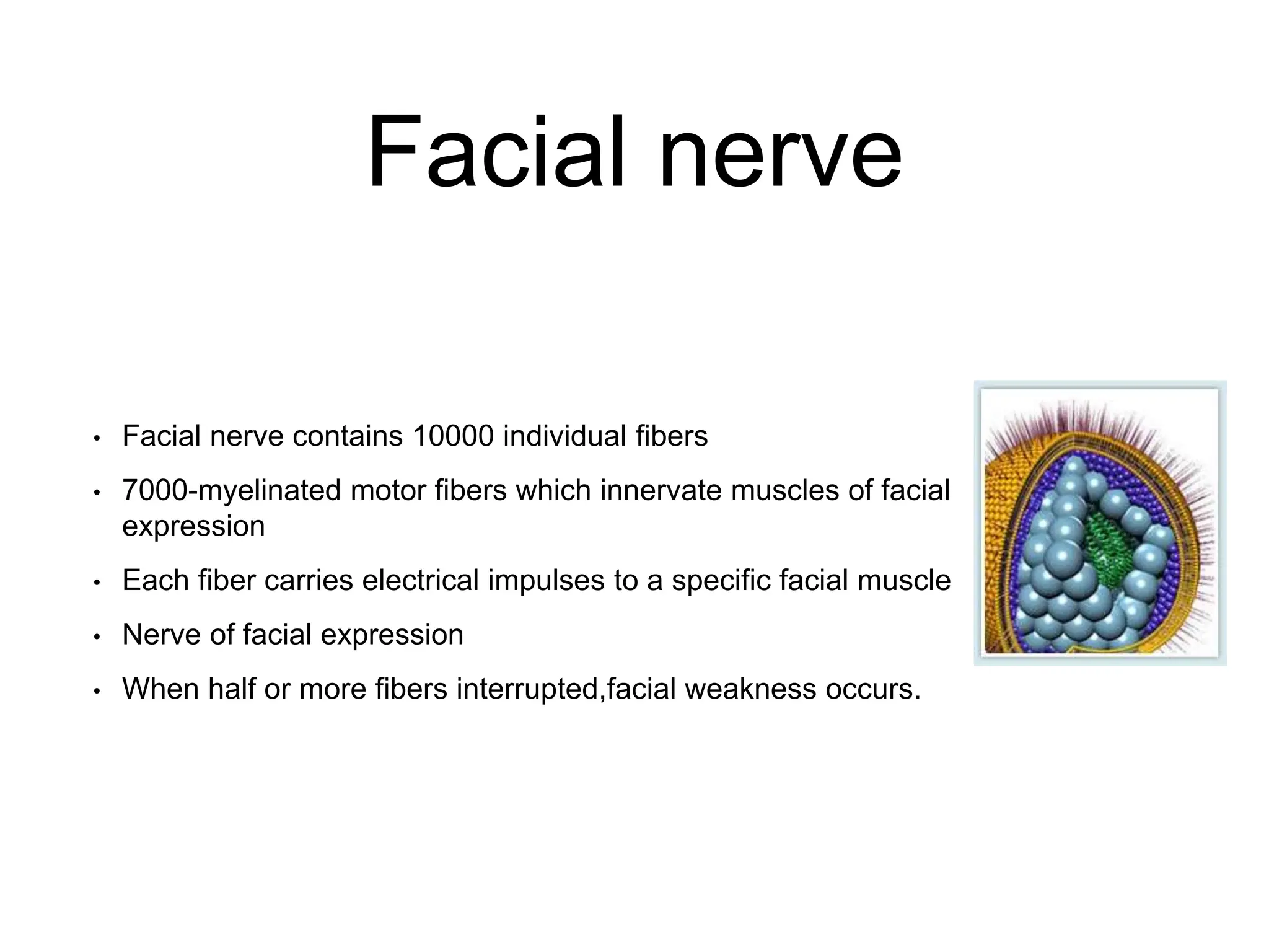 Facial nerve palsy.7th cranial nerve of the system | PPTX