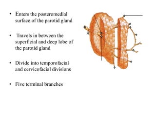 Facial nerve palsy | PPTX