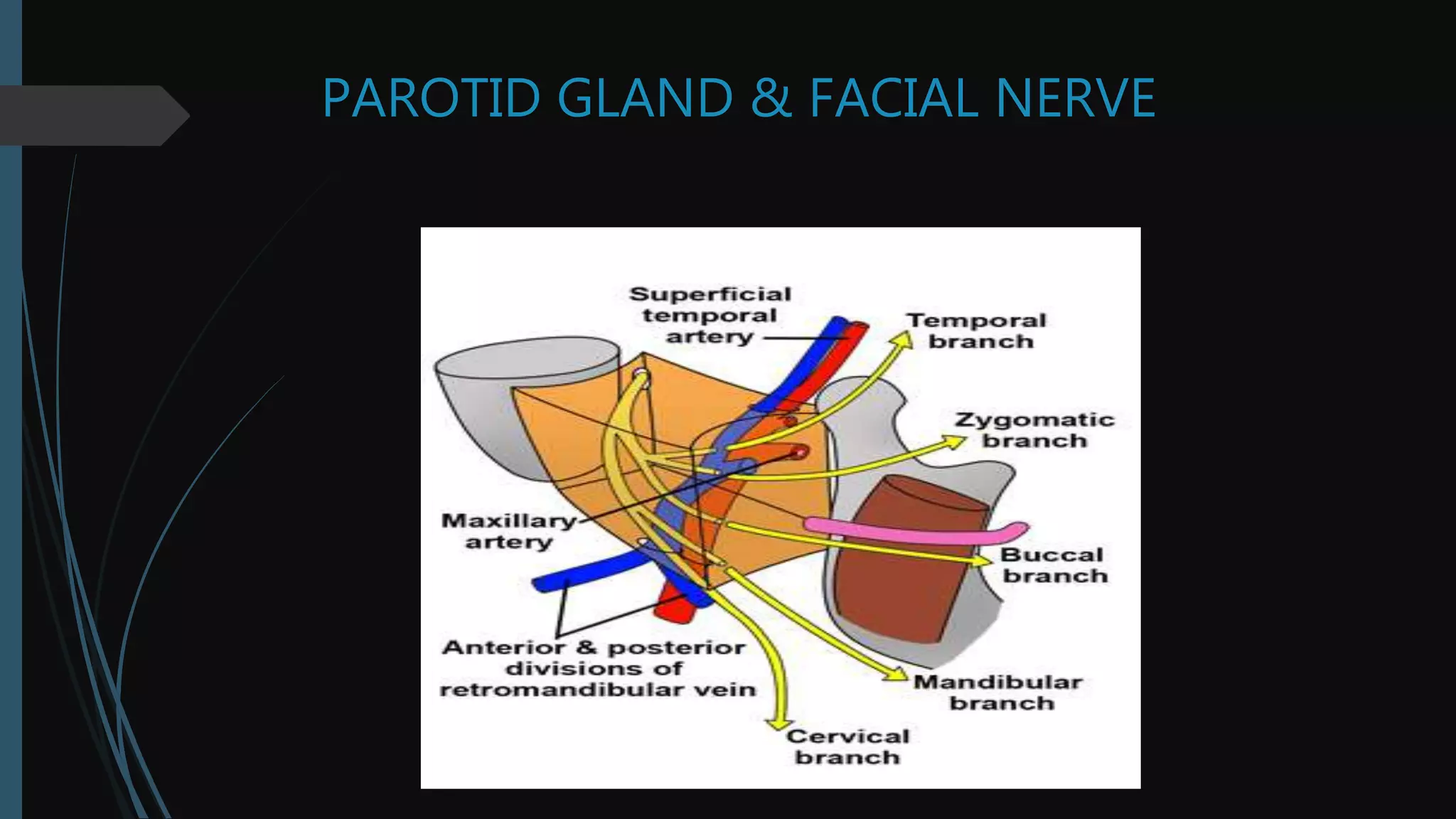 Facial nerve extratemporal | PPTX