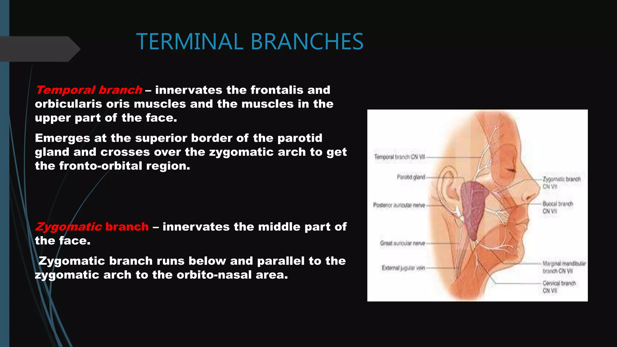 Facial nerve extratemporal | PPTX