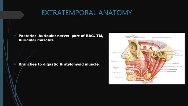 Facial nerve extratemporal | PPT