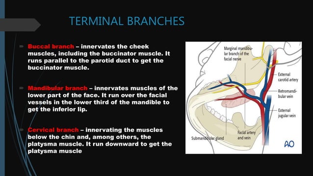 Facial nerve extratemporal | PPT