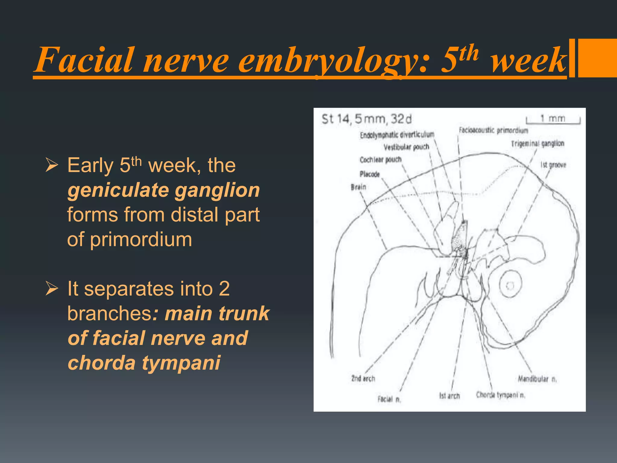 Facial nerve ppt roger original | PPTX