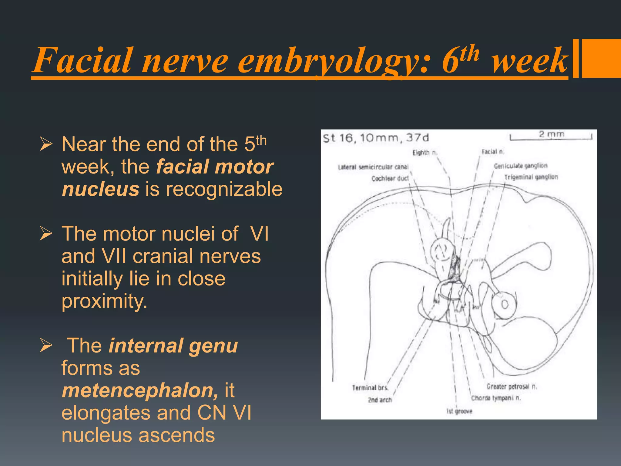 Facial nerve ppt roger original | PPTX