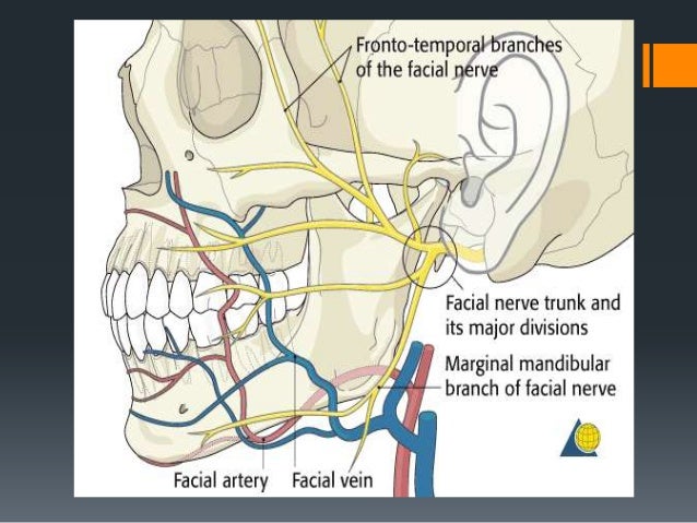 Facial nerve ppt roger original
