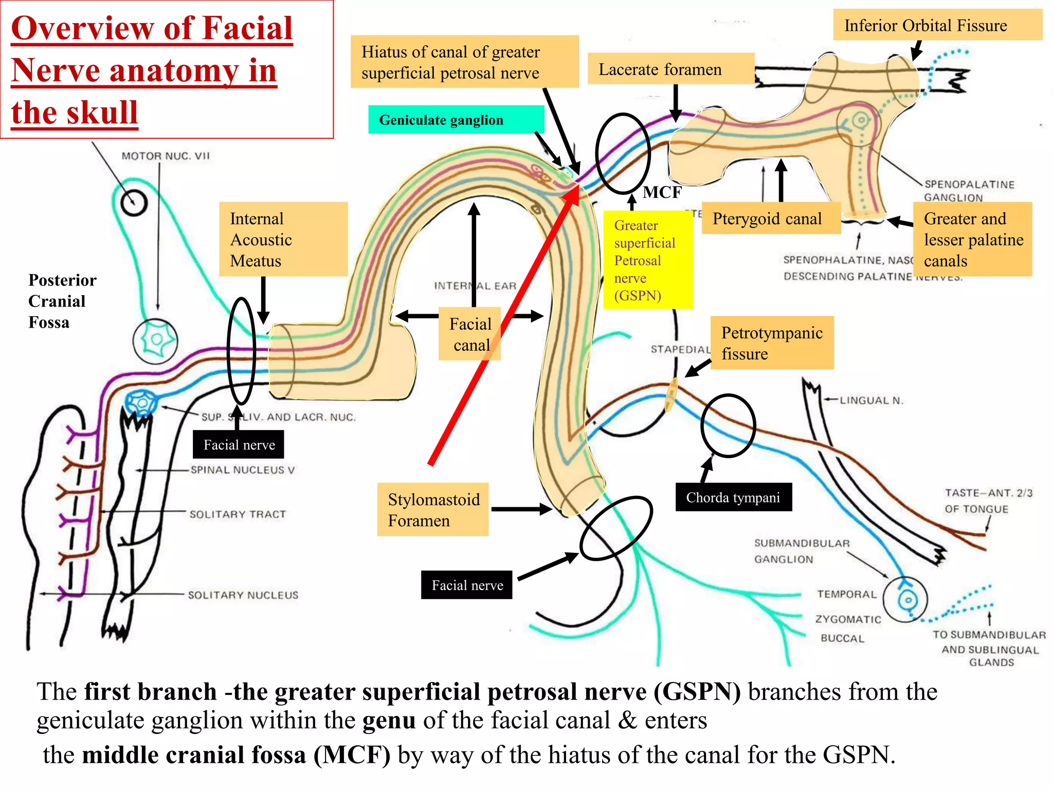 Facialnerve | PPTX
