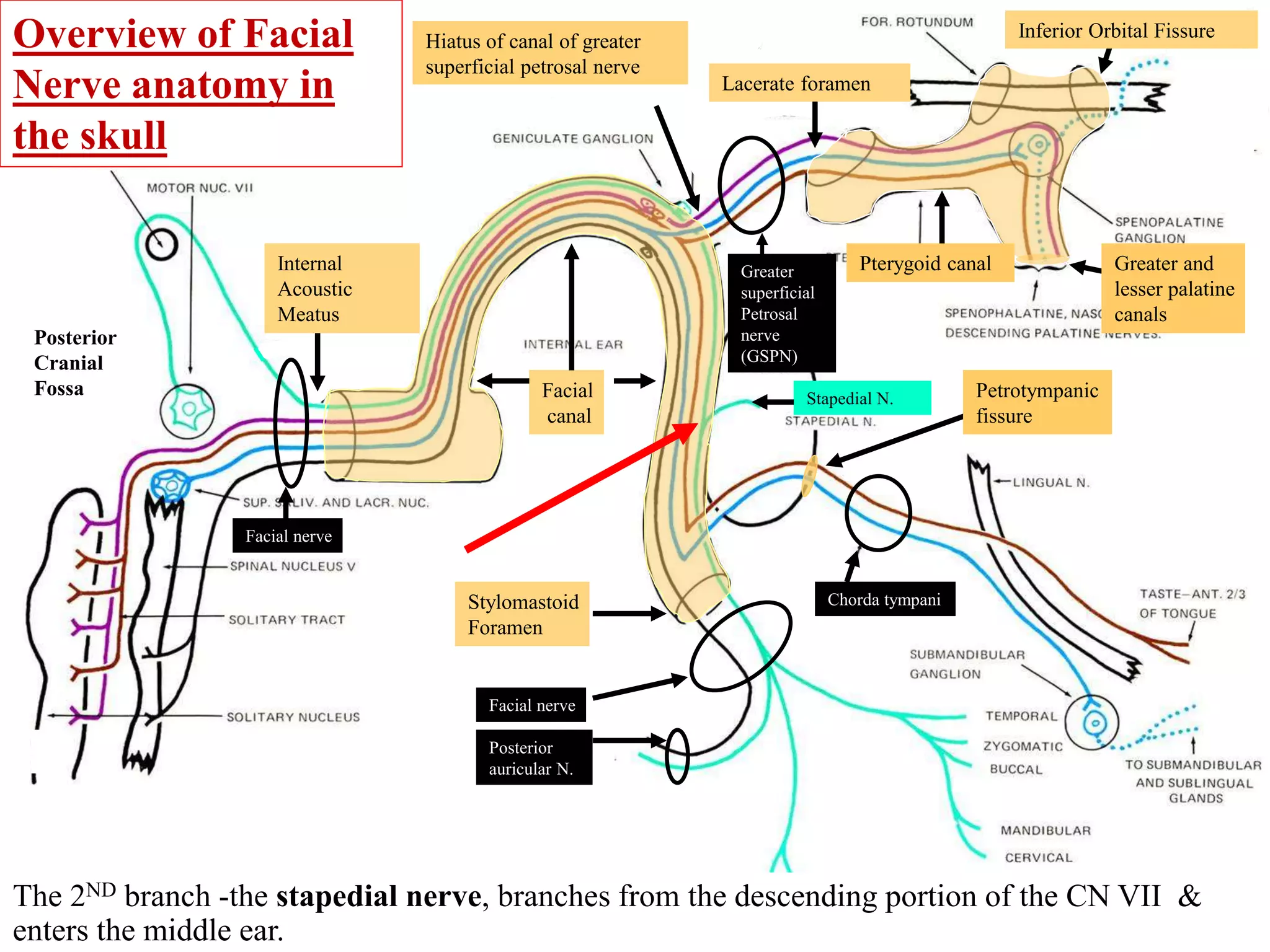 Facialnerve | PPTX
