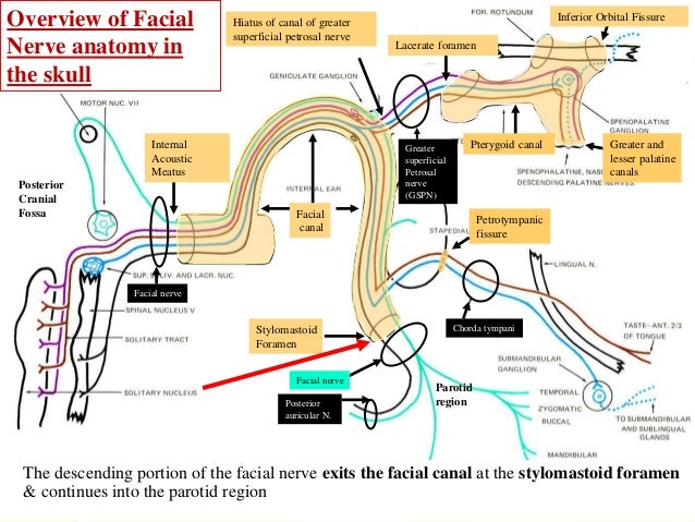 Facialnerve