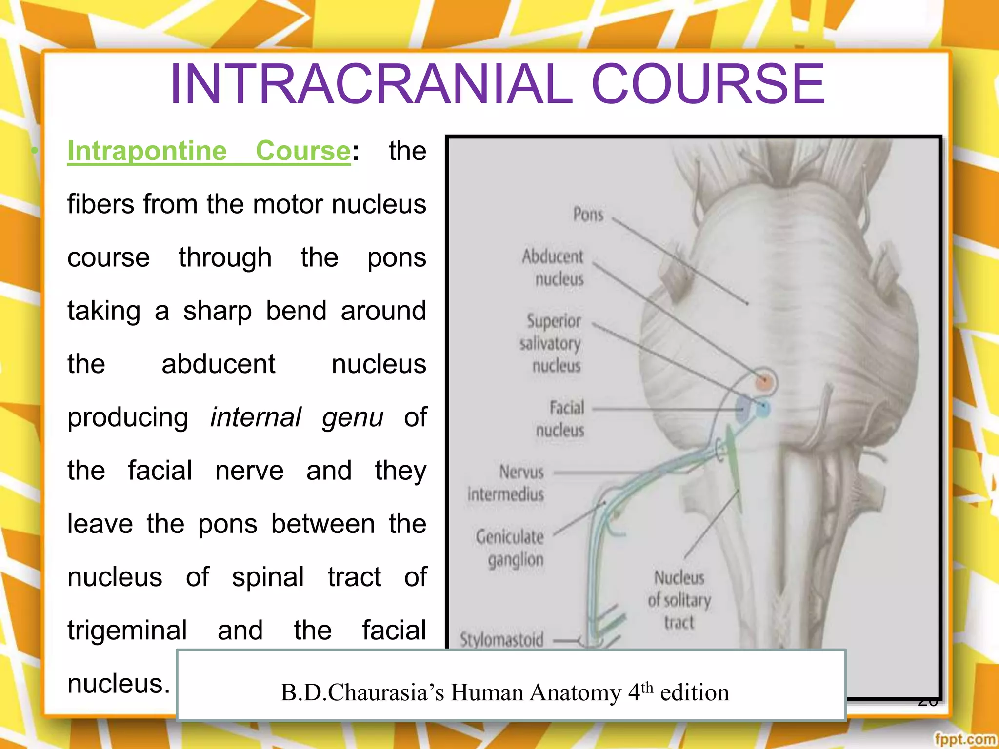 Facial nerve PRESENTATION | PPTX