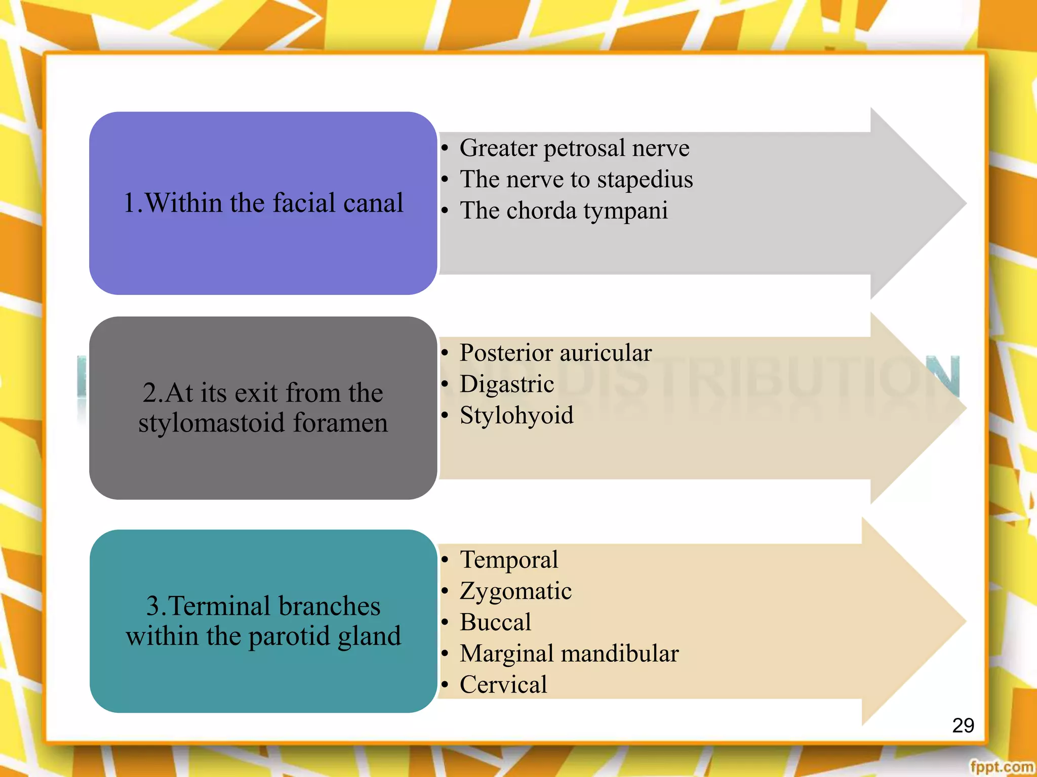 Facial nerve PRESENTATION | PPTX
