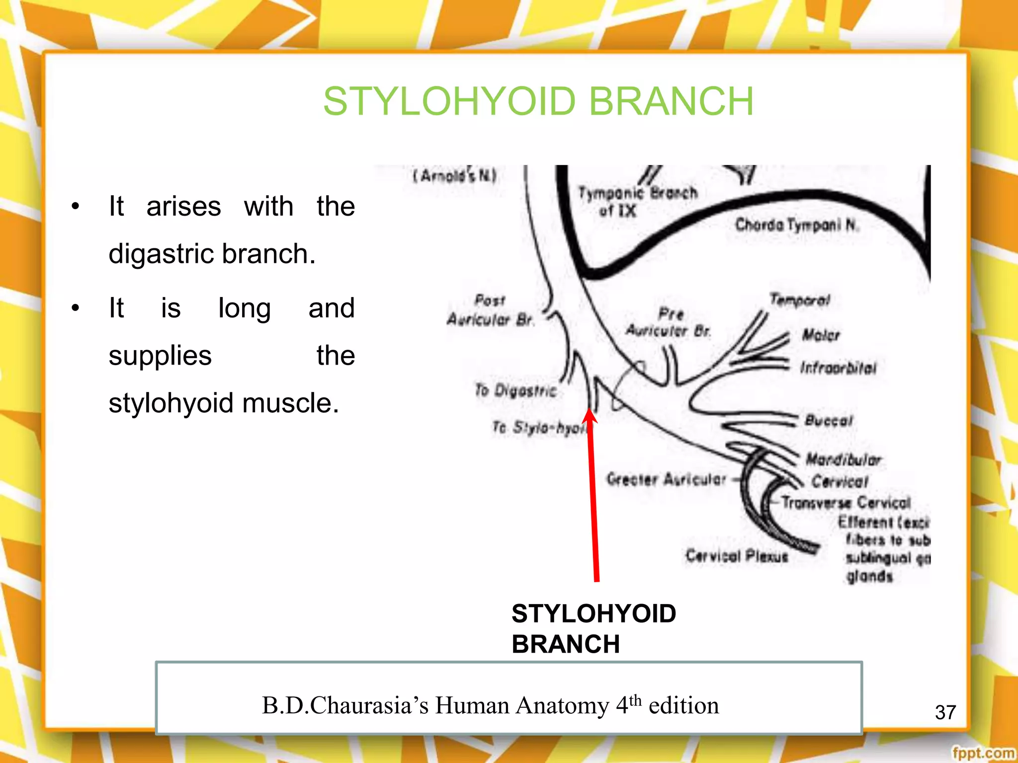 Facial nerve PRESENTATION | PPTX