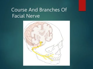 Facial nerve presentation by Dr Salison Salim Panicker.pptx