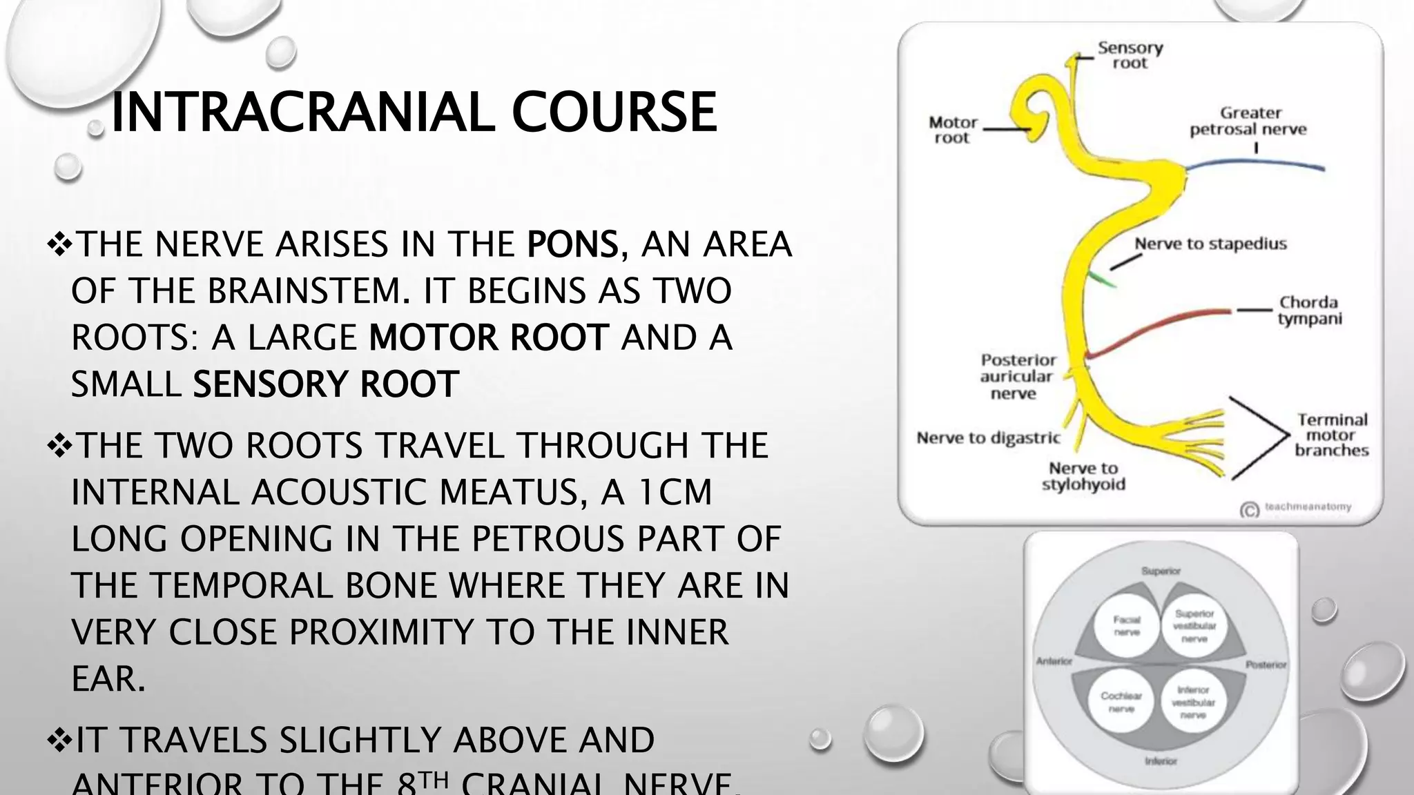 Facial nerve seminar | PPTX