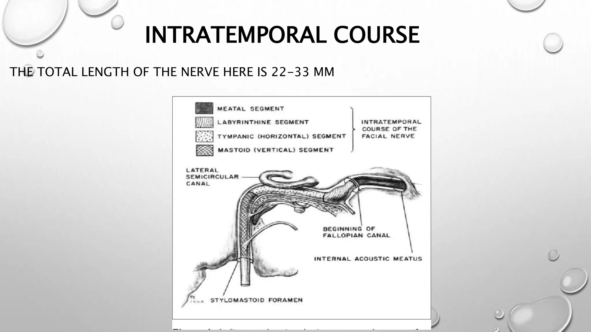 Facial nerve seminar | PPTX