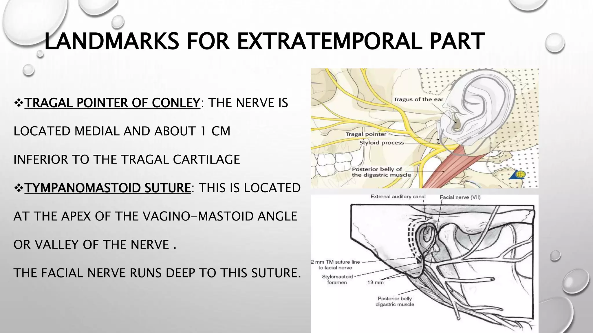 Facial nerve seminar | PPTX