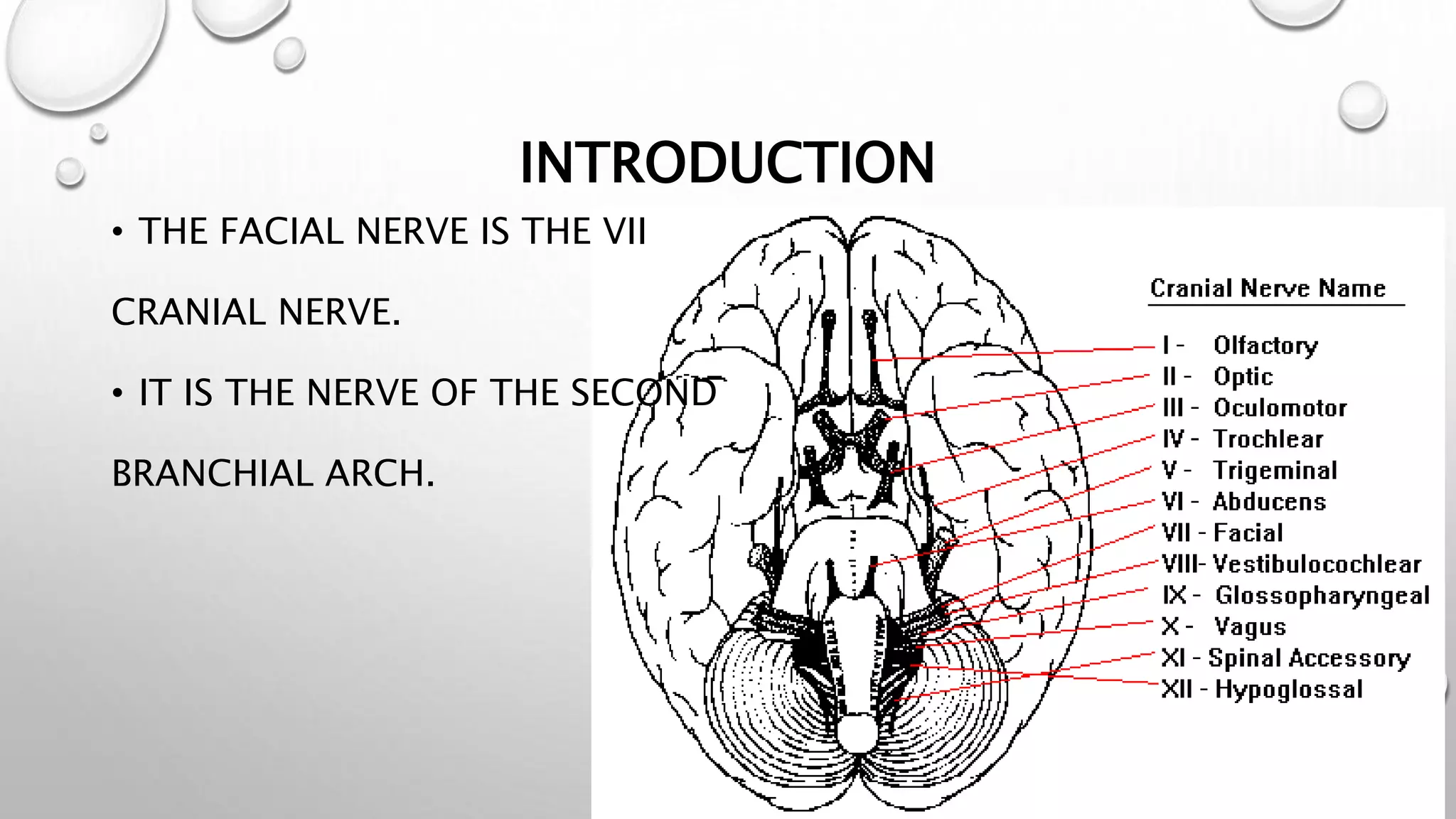 Facial nerve seminar | PPTX
