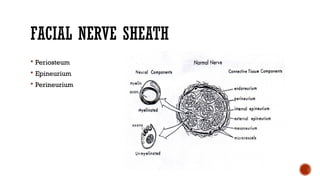 facial nerve Anatomy and leison and investigationspptx | PPTX