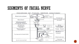 facial nerve Anatomy and leison and investigationspptx | PPTX