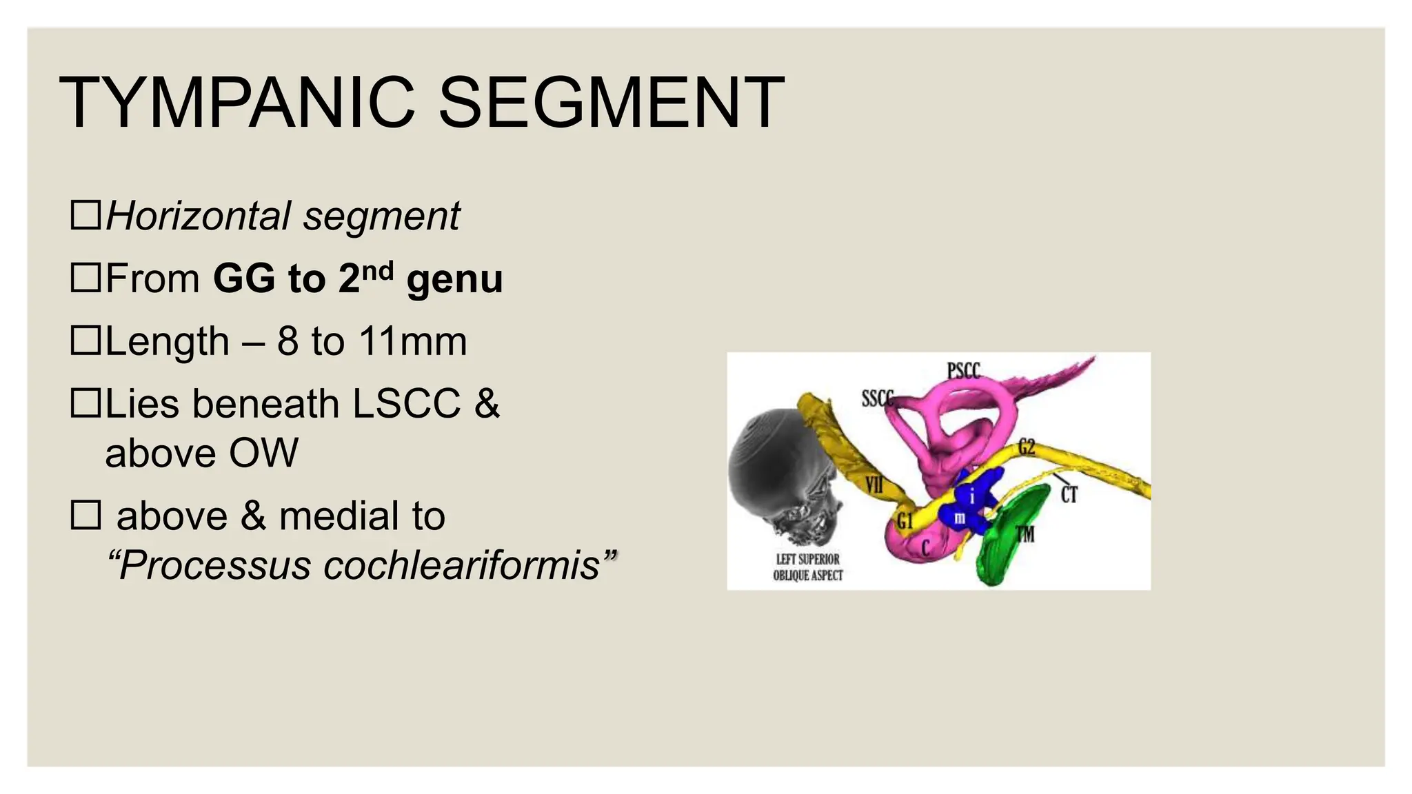 7TH CRANIAL NERVE ANATOMY COURSE AND FUNCTIONS | PPTX