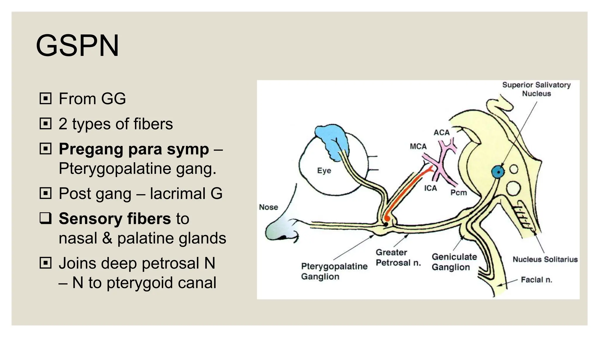 7TH CRANIAL NERVE ANATOMY COURSE AND FUNCTIONS | PPTX