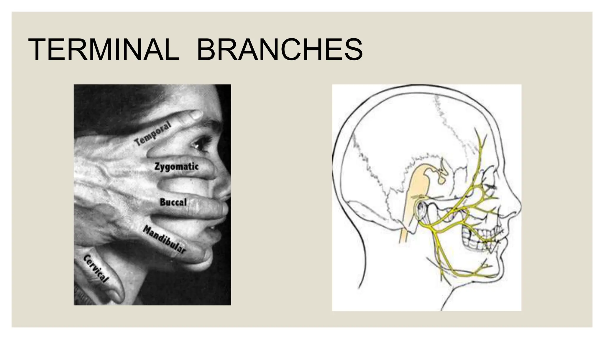7TH CRANIAL NERVE ANATOMY COURSE AND FUNCTIONS | PPTX