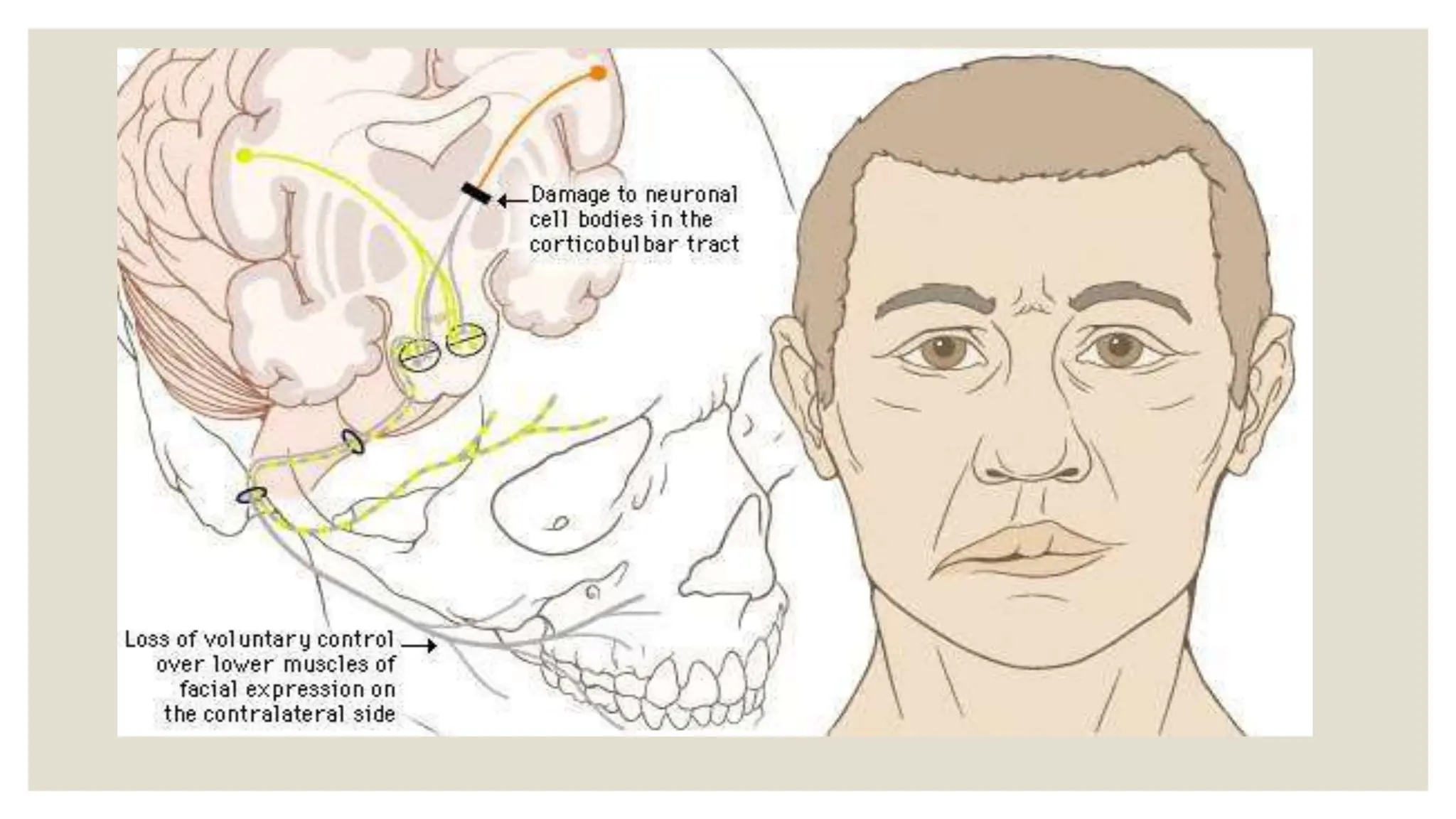 7TH CRANIAL NERVE ANATOMY COURSE AND FUNCTIONS | PPTX