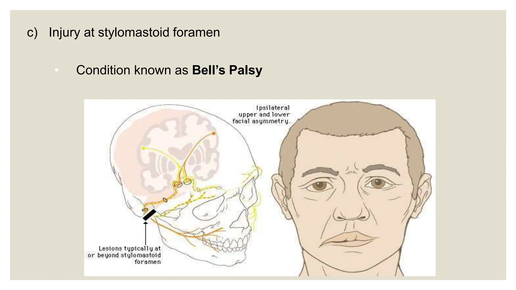 7TH CRANIAL NERVE ANATOMY COURSE AND FUNCTIONS | PPTX